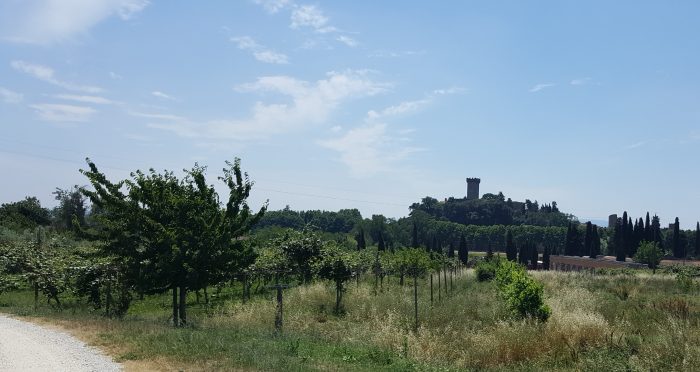 Touring An Olive Farm in Tuscany | Addicted to Italy